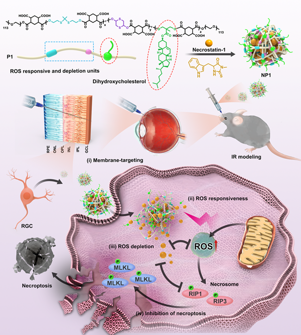 中南大学夏晓波团队发表青光眼视神经保护原创成果-中南大学新闻网门户网站
