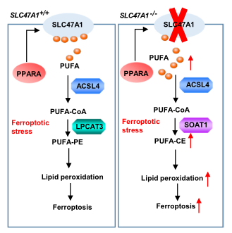 中南大学杨明华教授团队研究揭示肿瘤细胞铁死亡调控新机制-中南大学新闻网门户网站